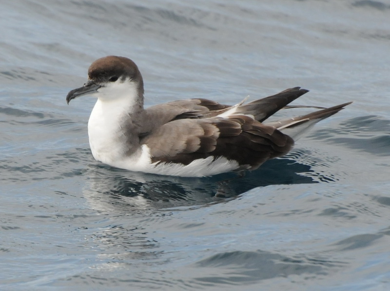A Wandering Naturalist: New Zealand: Shearwaters and a Petrel A Wandering Naturalist: New Zealand: Shearwaters and a Petrel