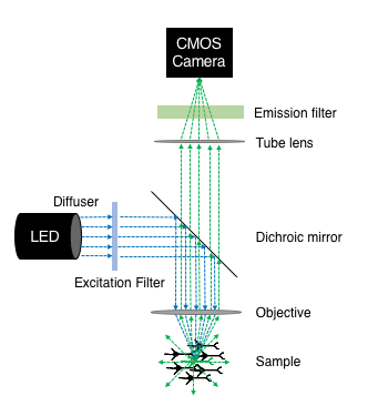 SWC PhD: Week 5 - Fluorescence microscopy