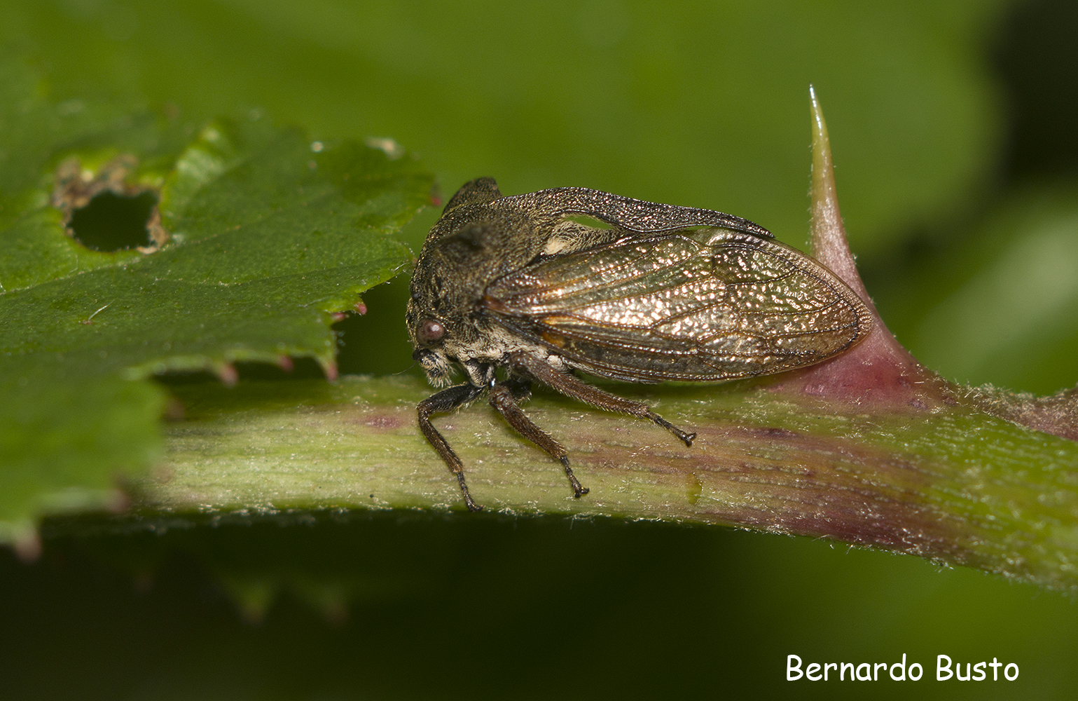 RÍA DE LA VILLA: Otro Torito