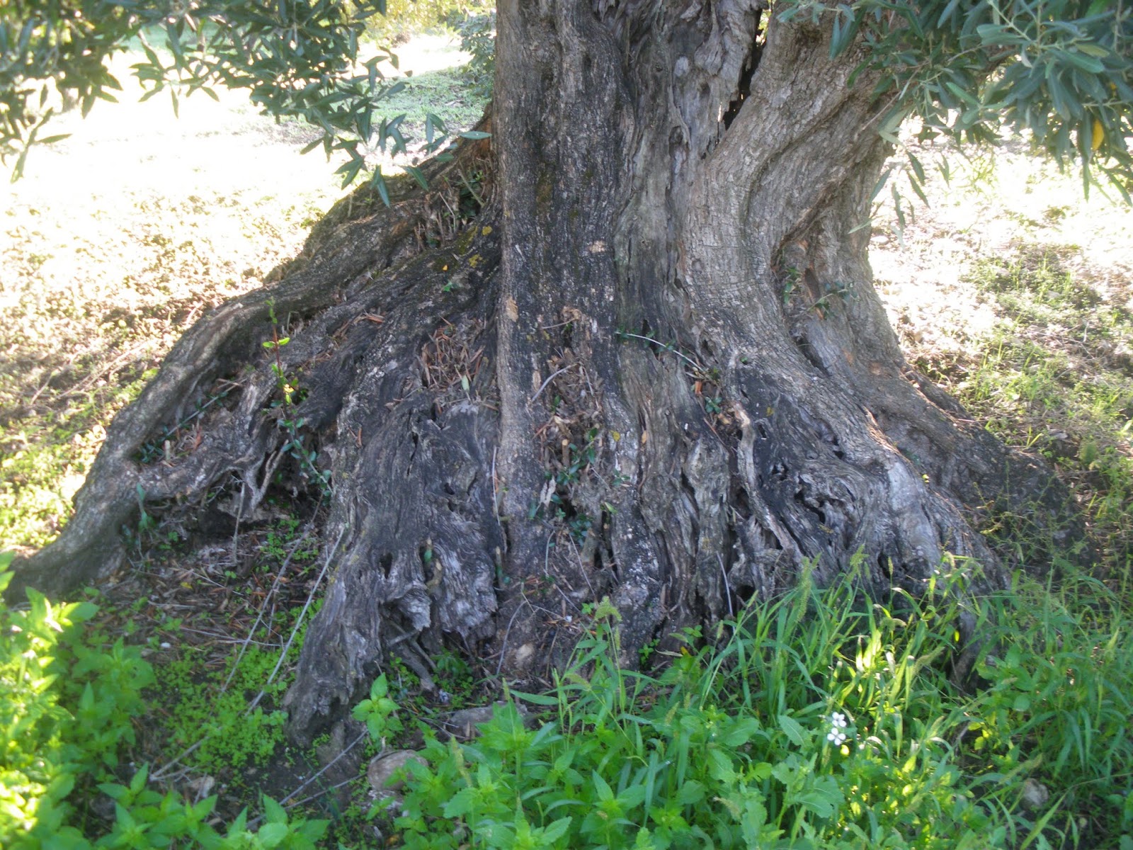 Trapani, una falce sul mare: La coltivazione dell'ulivo