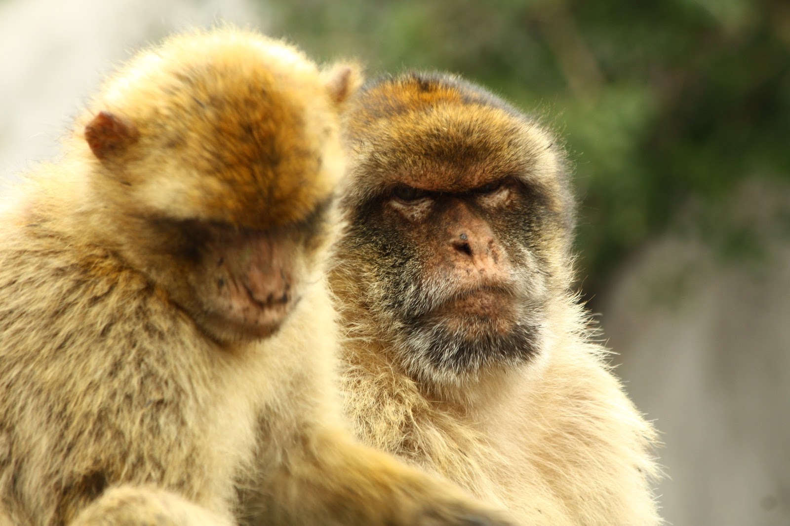 Zielony do boolu: Makaki JEJ KROLEWSKIEJ MOŚCI :-)