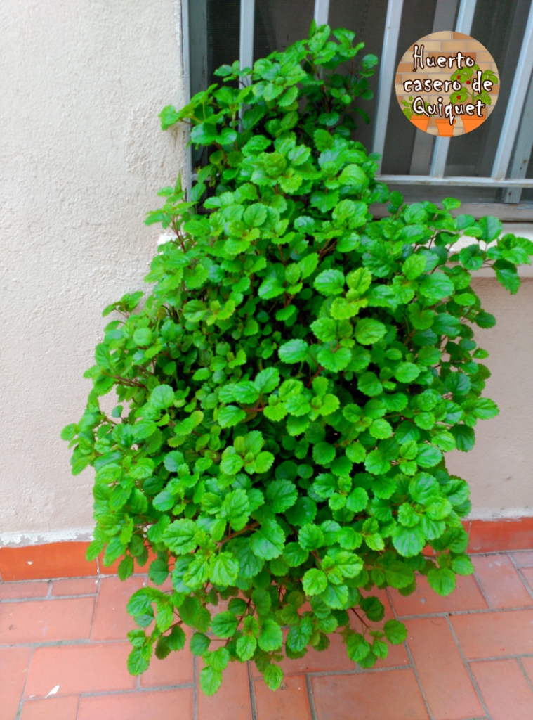 Huerto Casero de Quiquet: Planta del dinero o del dolar