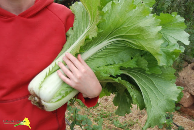 La flor del calabacín: De la huerta a la mesa: col china al wok con ...