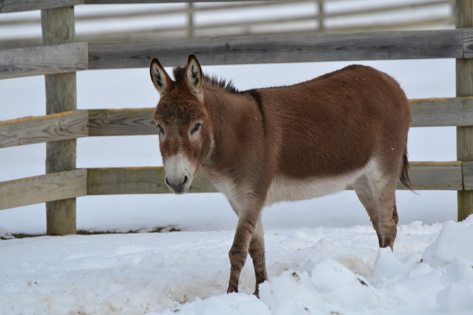 The Donkeys Stretch Their Legs