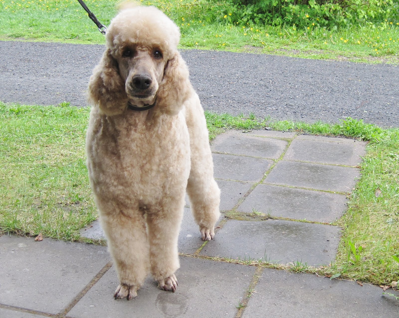 Siisti Sessu: Villakoirat