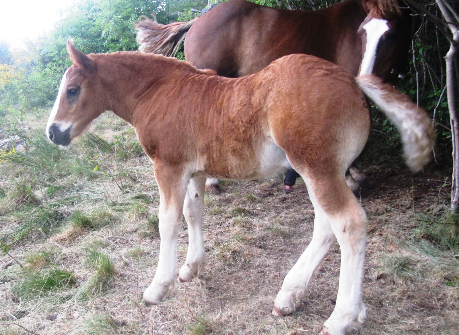 cavall pirinenc catala: Anar creixent