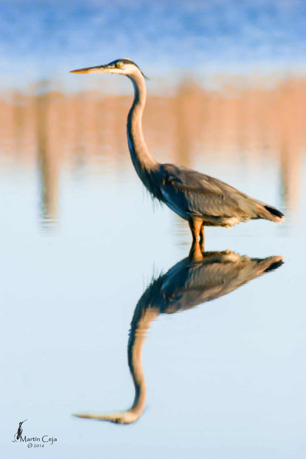 CEJA | Fotografía: Garza Morena - Great Blue Heron (Ardea herodias)