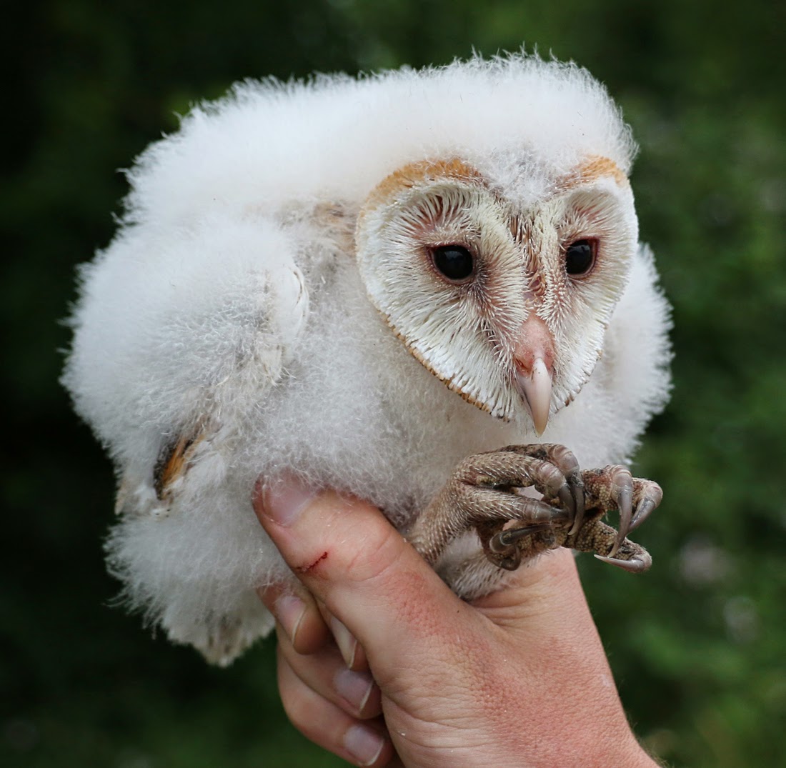 Baby owls taking a bath. : r/MadeMeSmile