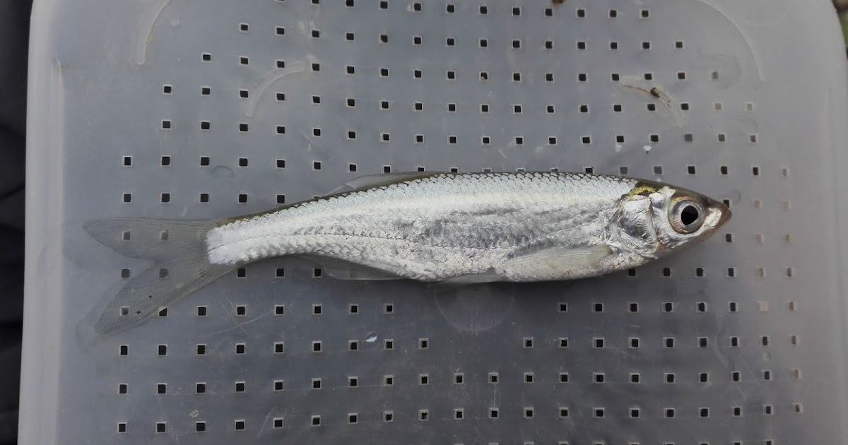 Con ojos de Pez: Reflexiones sobre el Alburno...el ejemplo de Córdoba.