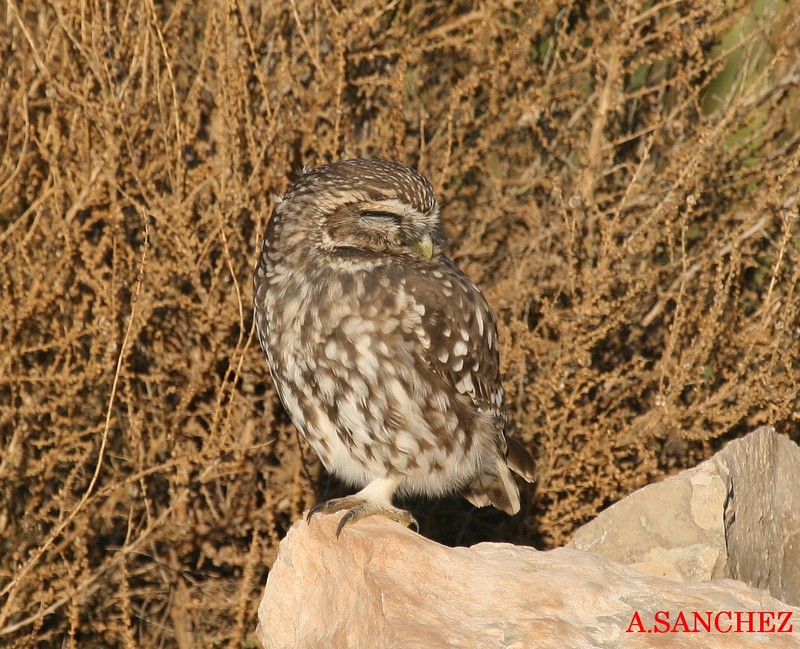 Aves de Aragón : Mochuelo
