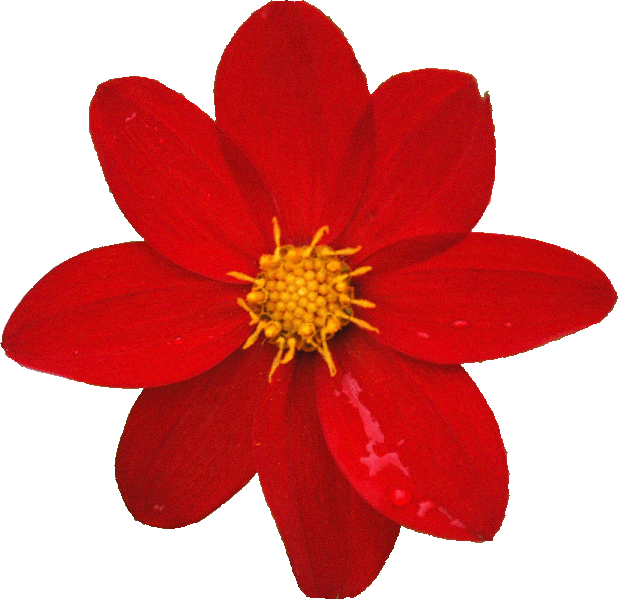 Flor animada - Imagui