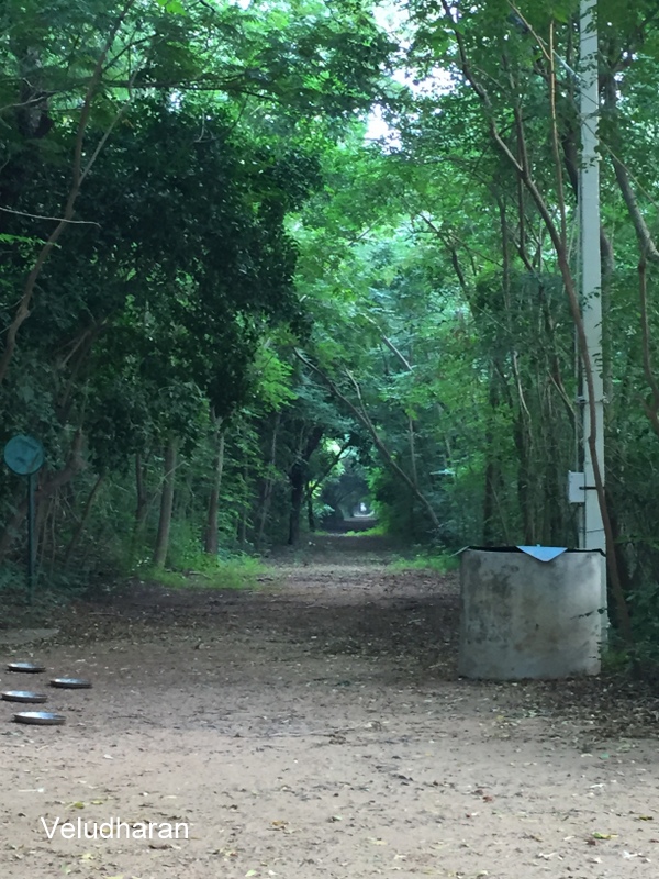 VELUDHARAN TEMPLES VISIT : The Natural Forest, Flora & Fauna, The Great ...