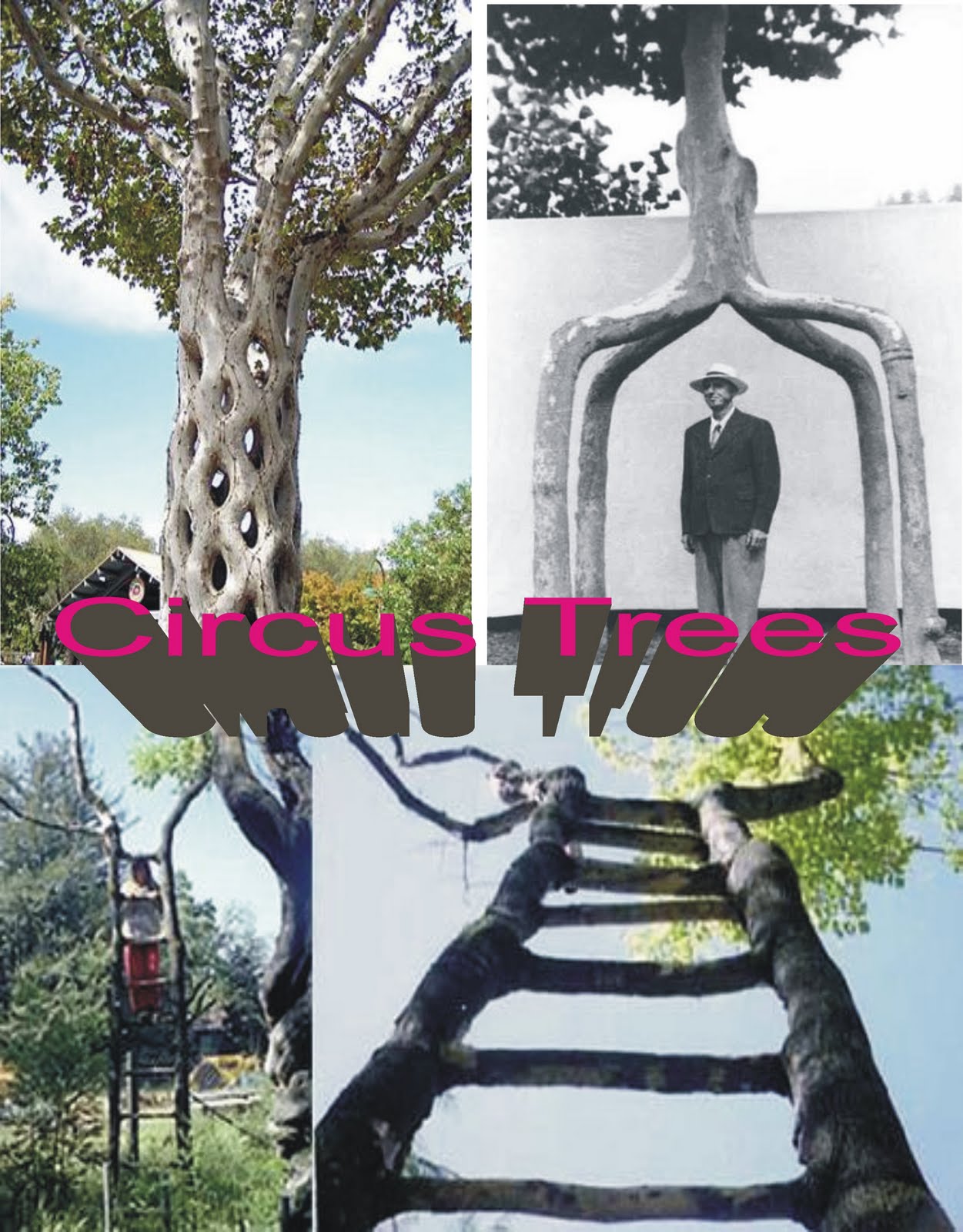 fenomena: Circus Trees