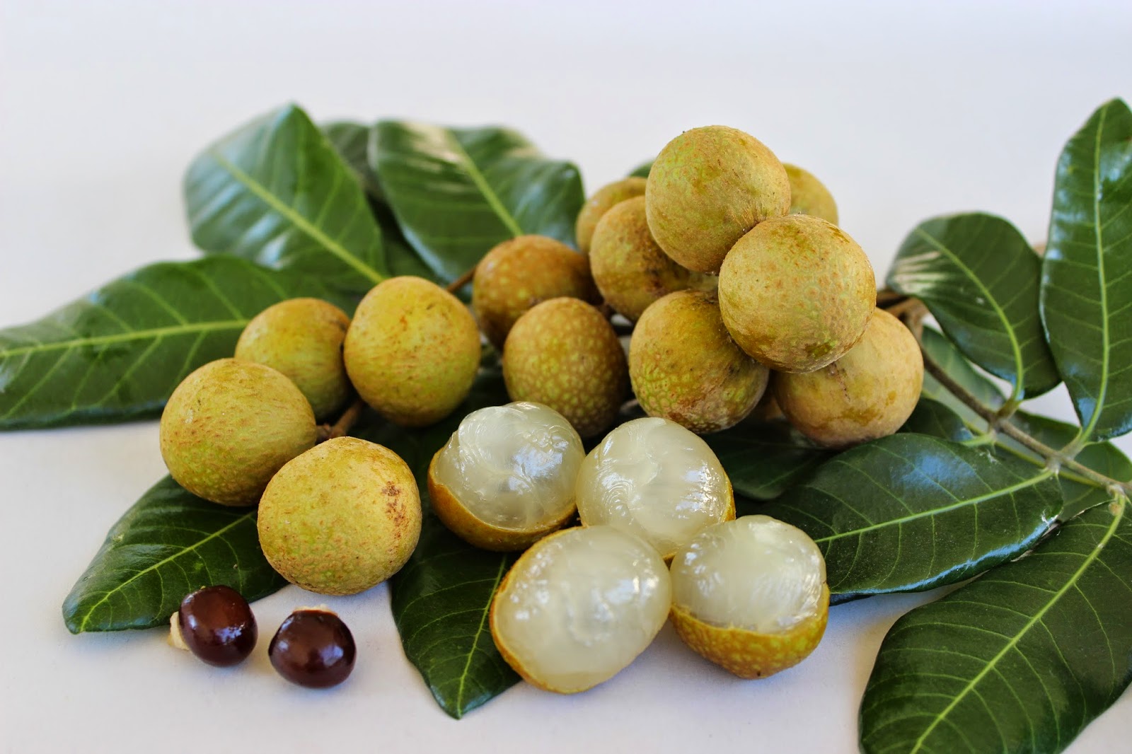 Daleys Fruit Tree Blog: Buy Grafted Longan Fruit Trees like Kohala ...
