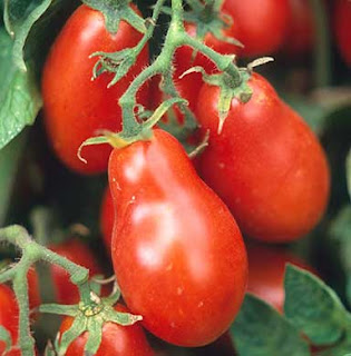 Bloggin' Back to the Land