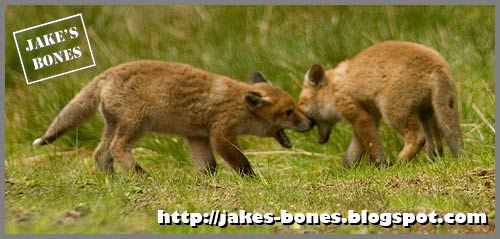 Baby foxes, baby deer and baby birds : Jake's Bones