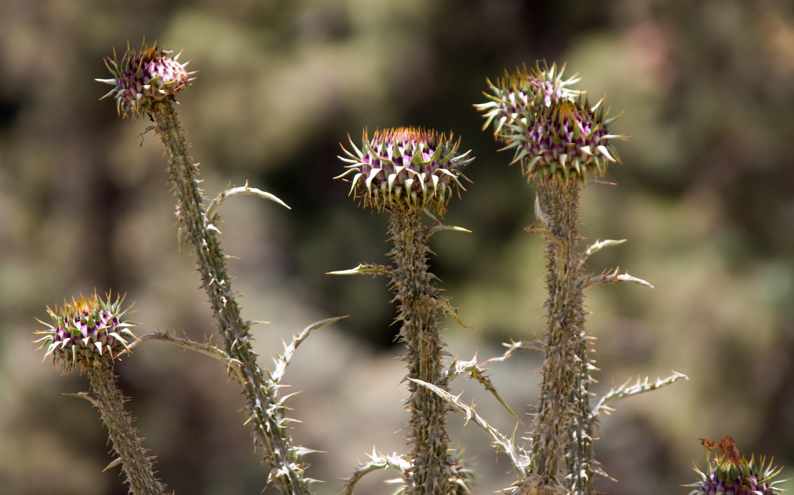Gran Canaria "Un Paisaje por Descubrir" : La flor del cardo en Gran Canaria