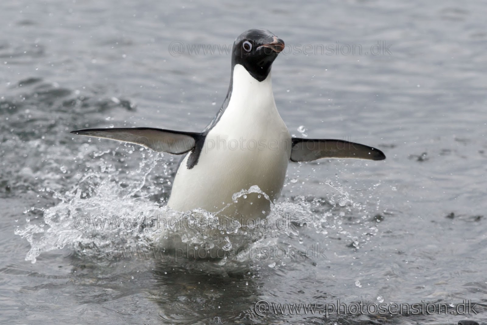 Adelie Penguins | Wildlife Of World
