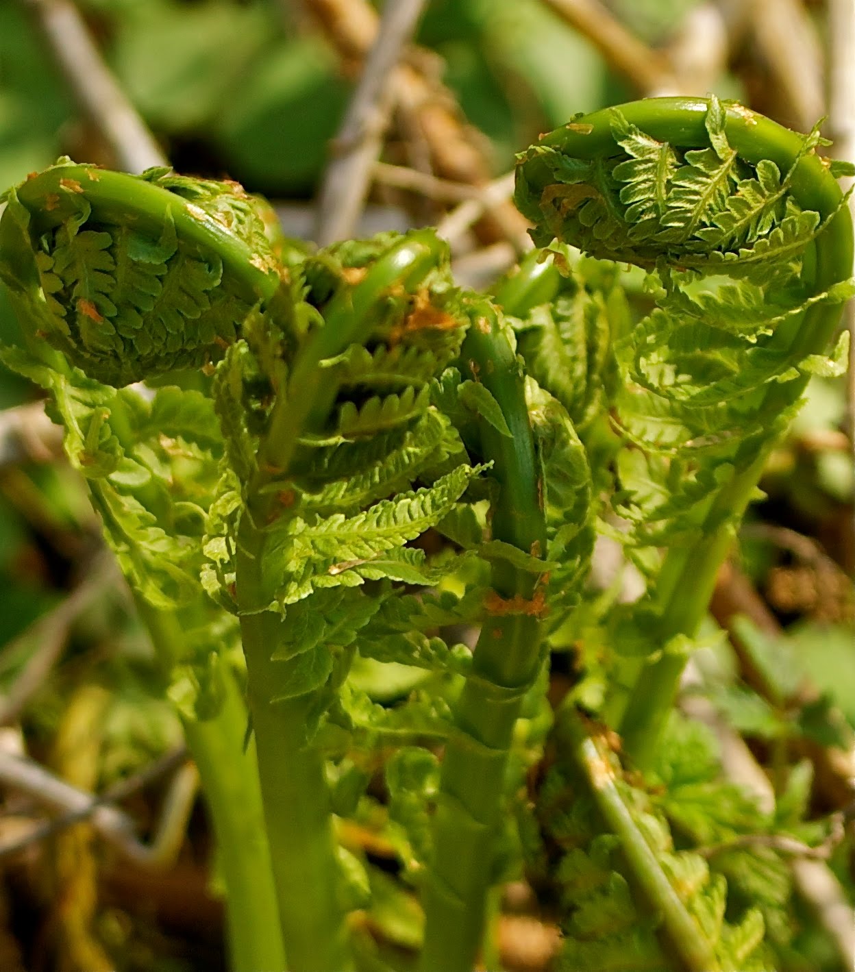 A little fun information about Fiddleheads