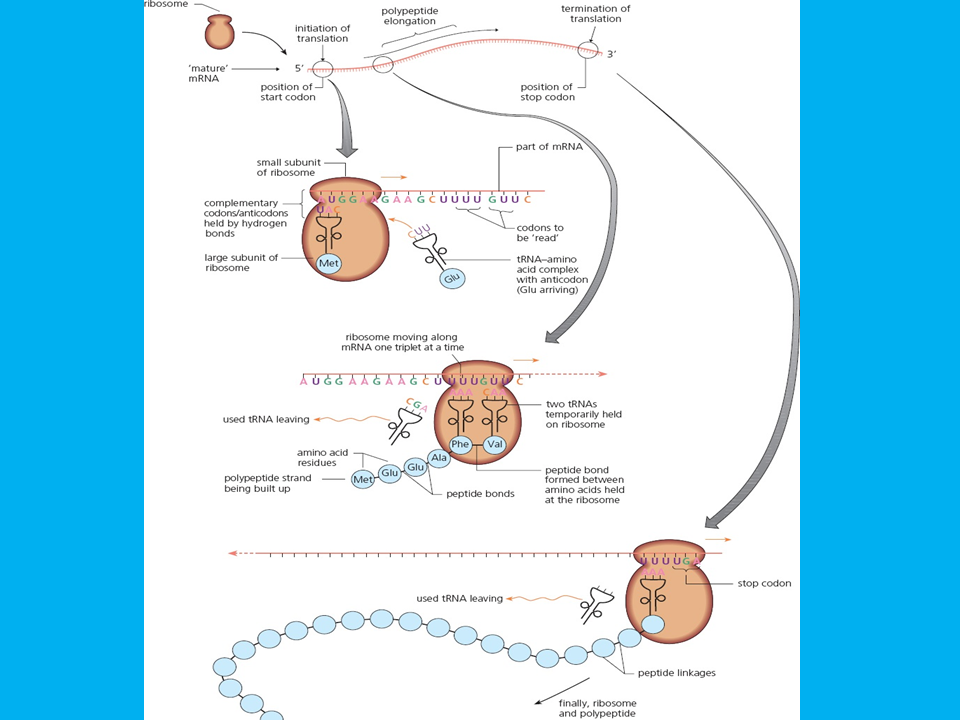 Grade 12: SEMESTER 2 - Chapter 1 - NUCLEIC ACIDS & PROTEIN SYNTHESIS