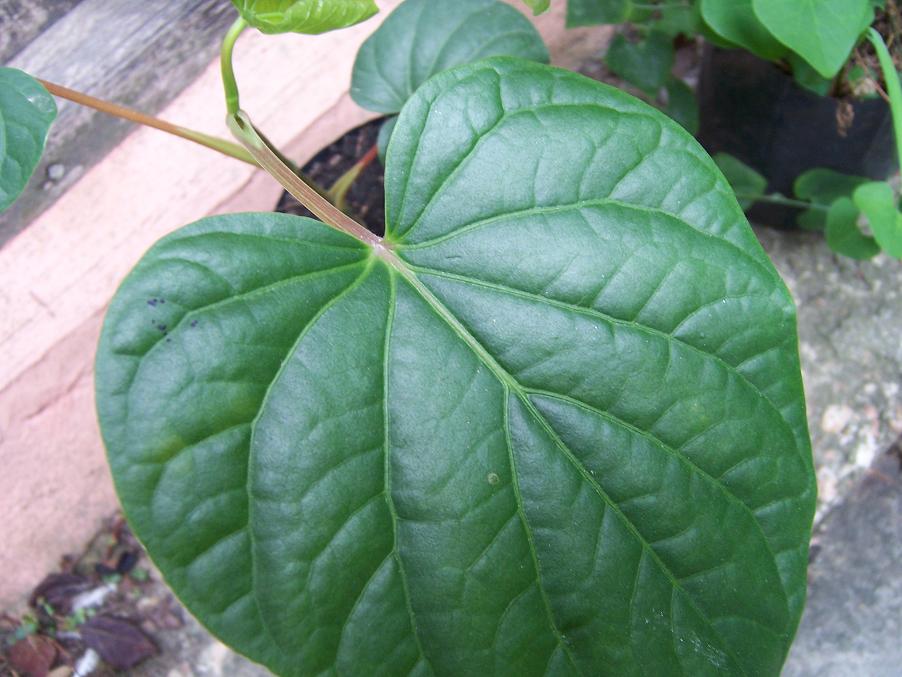 Terra Nostra: CAPEBA - Piper umbellatum