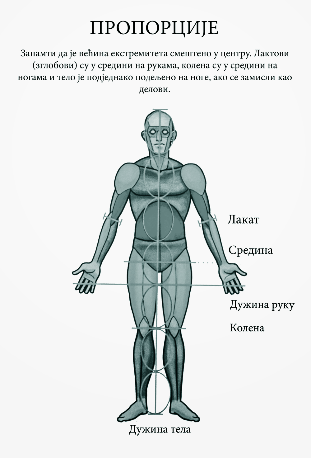 Цртеж : АНАТОМИЈА ЧОВЕКА
