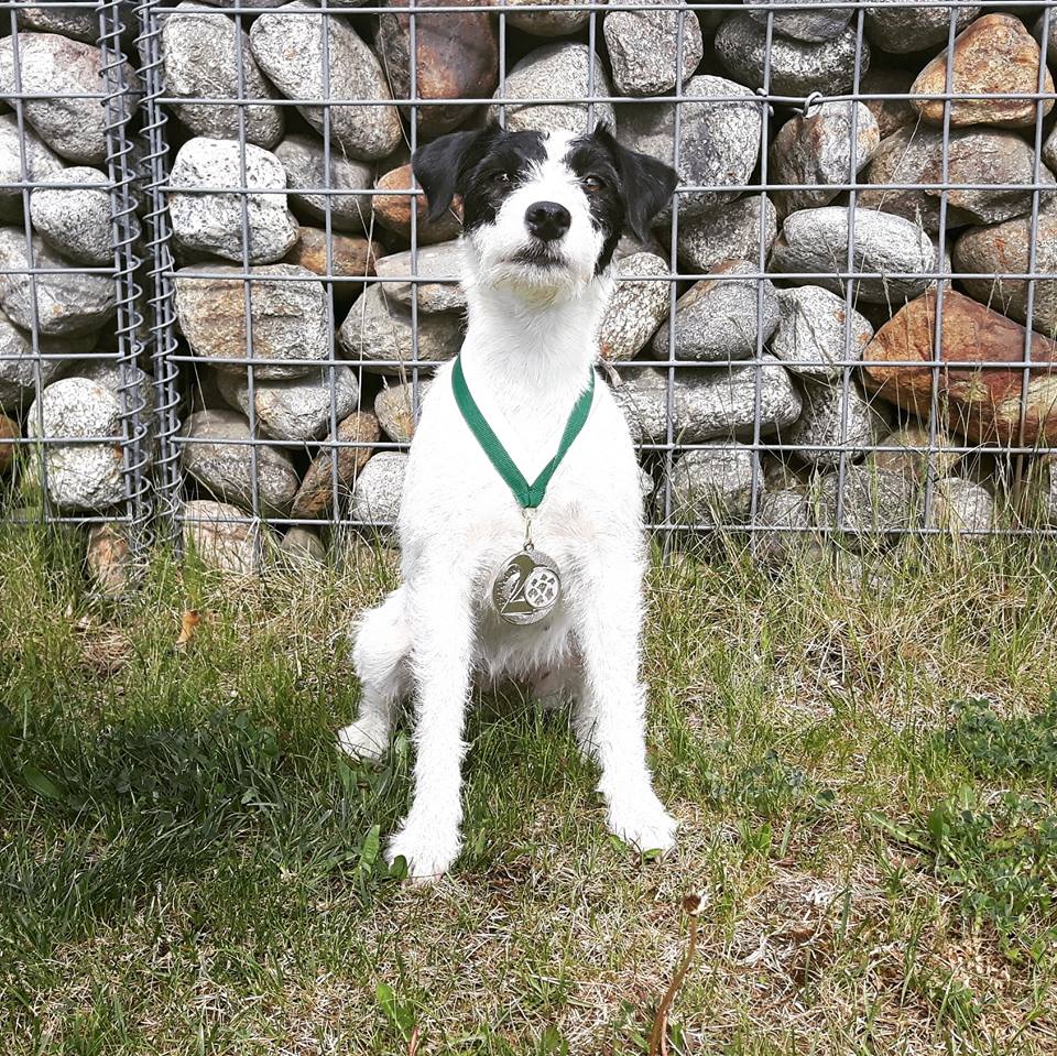kennel Rhosgobel: VERI Nummi-Pusula