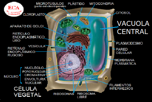 ERIKA ROJAS PORTILLA: VACUOLAS