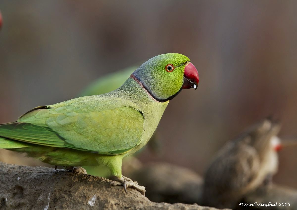 Indian Birds Photography: [BirdPhotoIndia] Rose Ringed Parakeet - Male ...