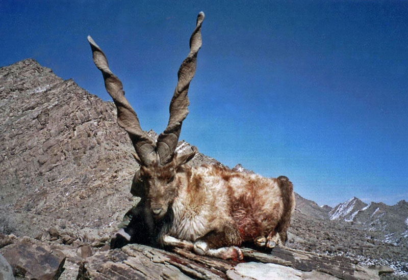Markhor wallpapers ~ All About Pakistan
