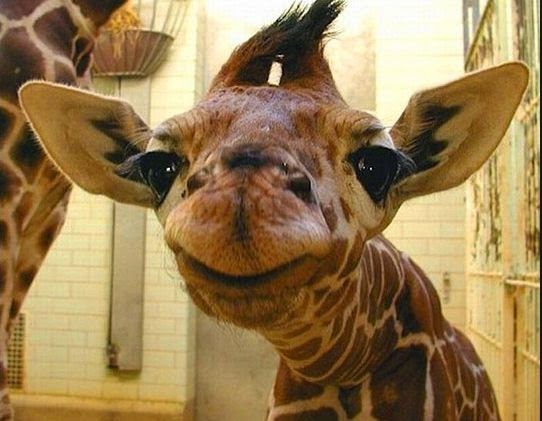 07Dyna - It's in my Brain and Needs to Get Out: Giraffe, Intelligent ...