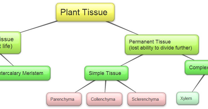CBSE Papers, Questions, Answers, MCQ ...: CBSE Class 9 - Biology - CH6 ...