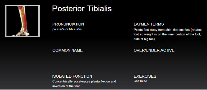 Jane's Plain Training: Muscle: Posterior Tibialis