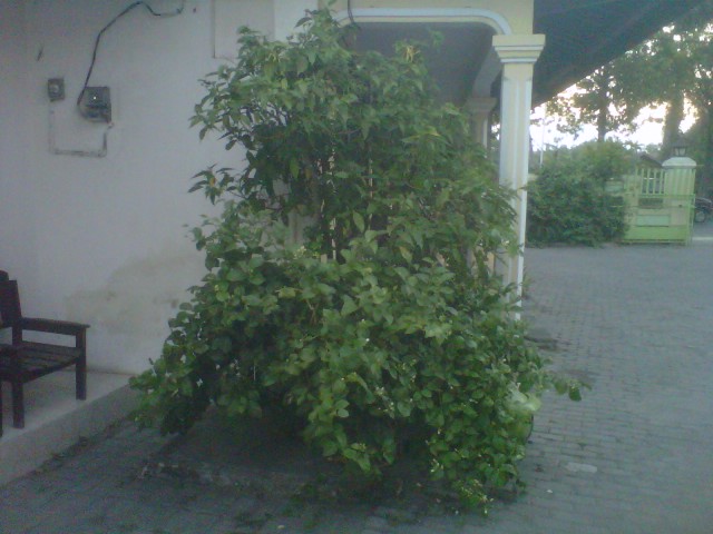 Gambar Bunga Kenanga Dan Pohon Bunga Kenanga