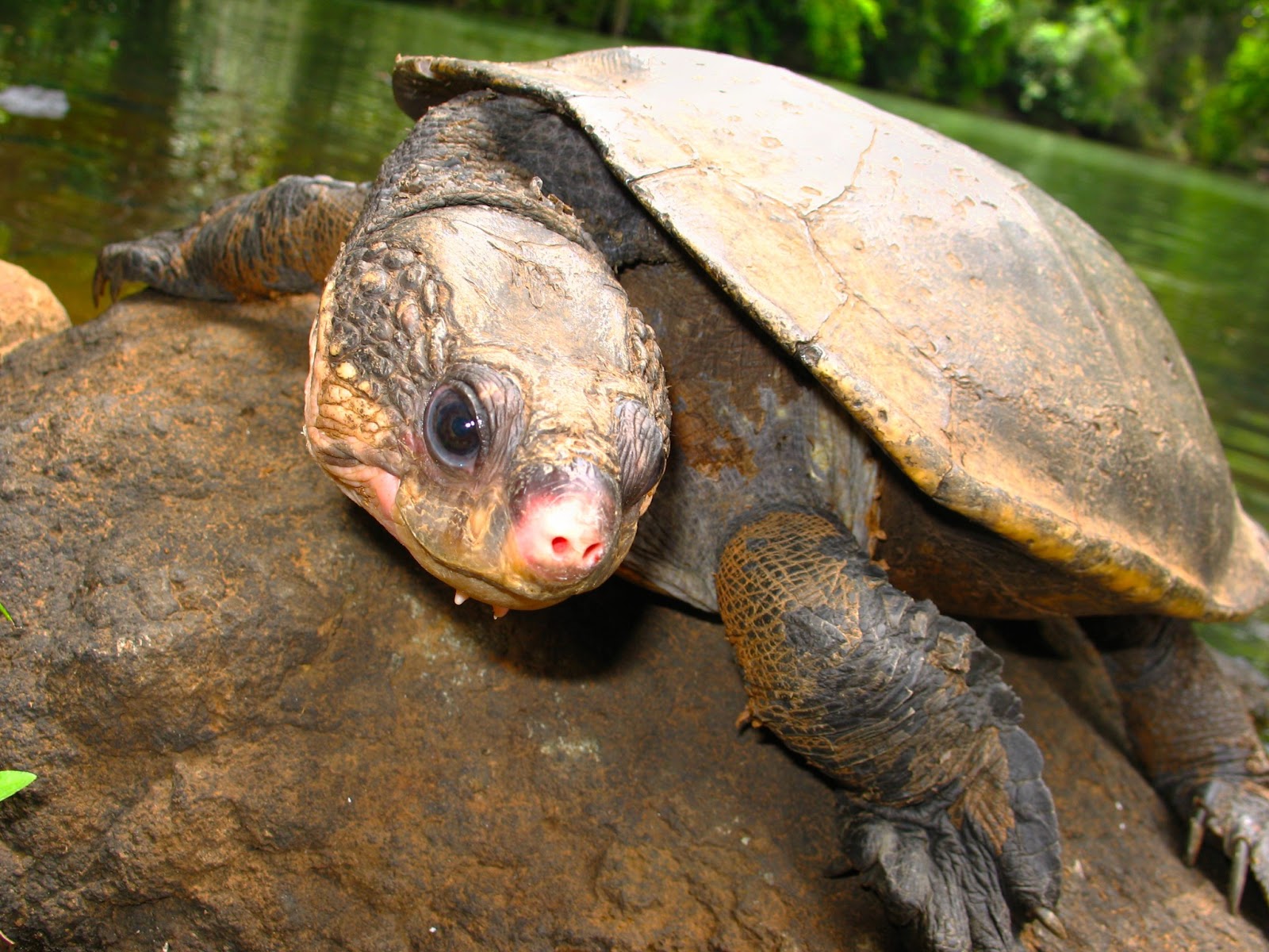 MINC Internship: Elseya irwini (Johnstone river turtle) Monitoring and ...