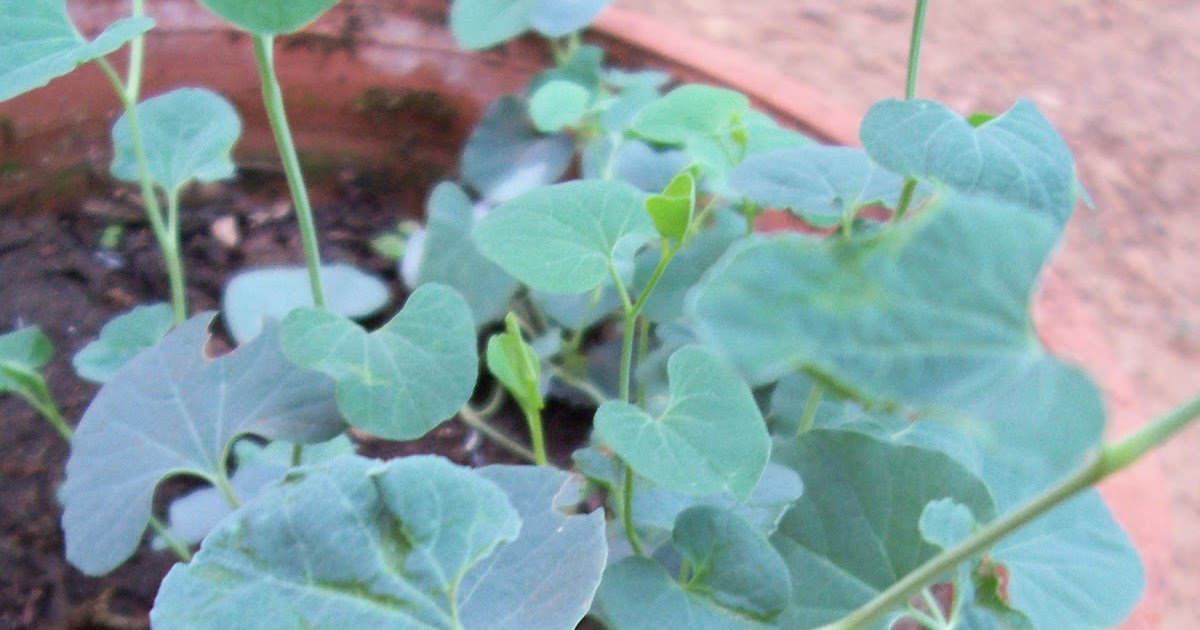 Asucre Aadu Theenda Palai ~ Aristolochia Bracteata ~ Indian Birthwort ...