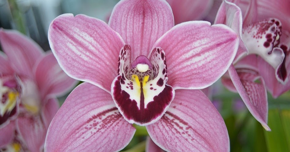 LA ORQUÍDEA LUZGITANA