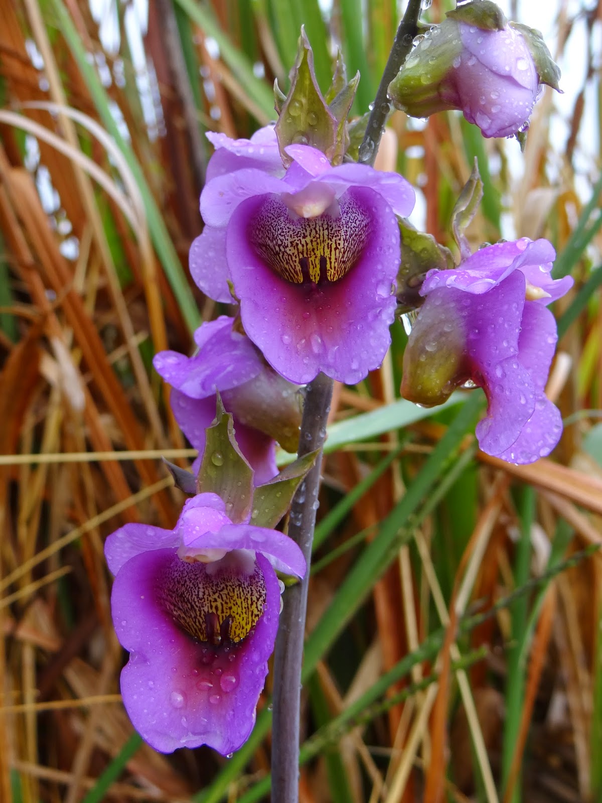 Caerulean Skies: Flora of Uganda