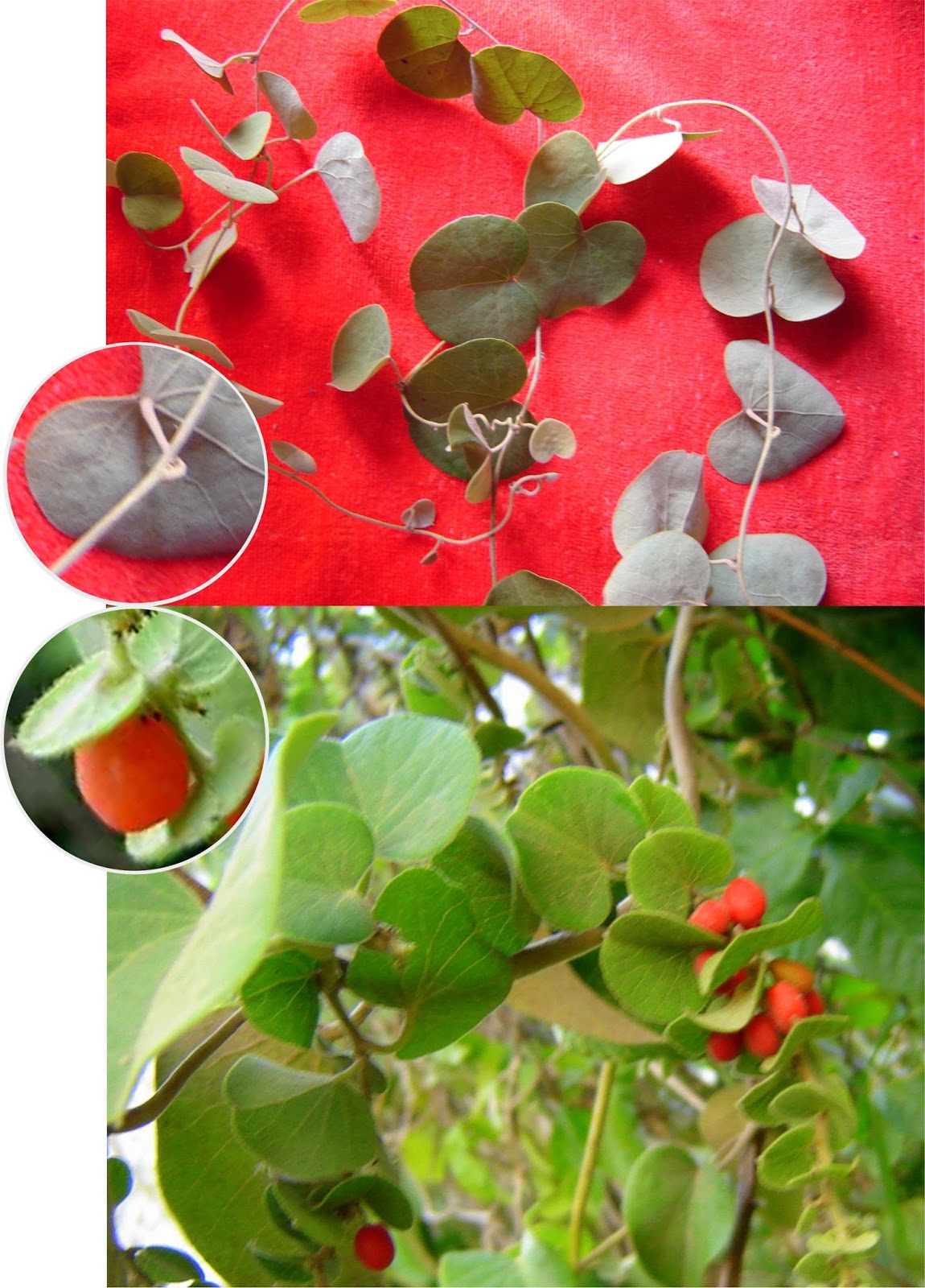 v e r d e c h a c o: Zarza / Abuta / Pareira