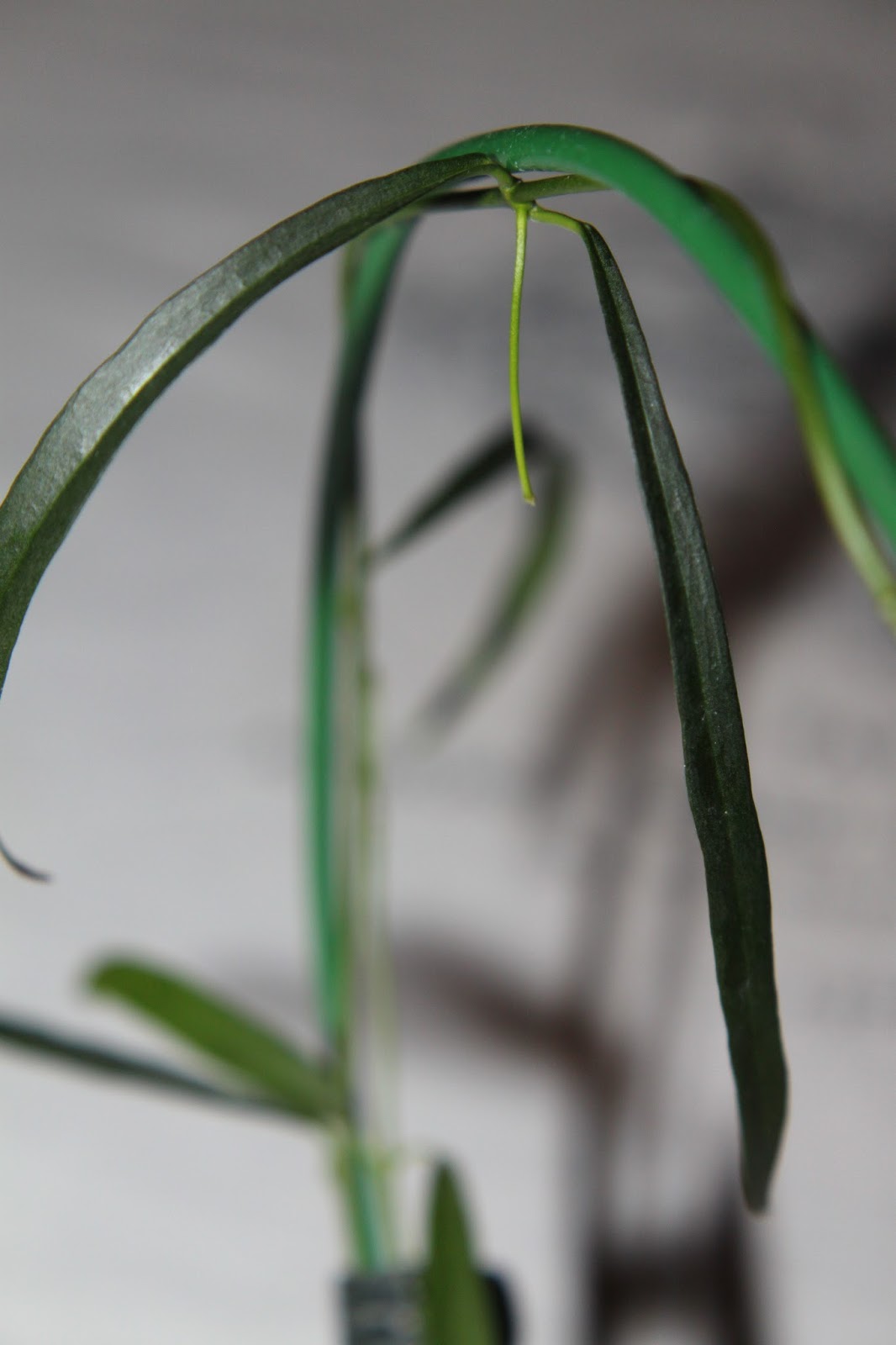 Hoyapassion: Hoya sp. aff. stenophylla NS08-030