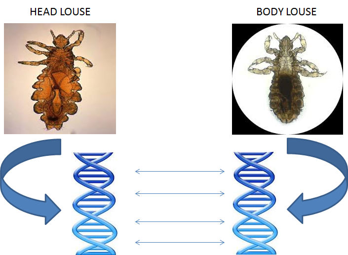 For Science!: WHEN DID HUMANS FIRST START WEARING CLOTHES?