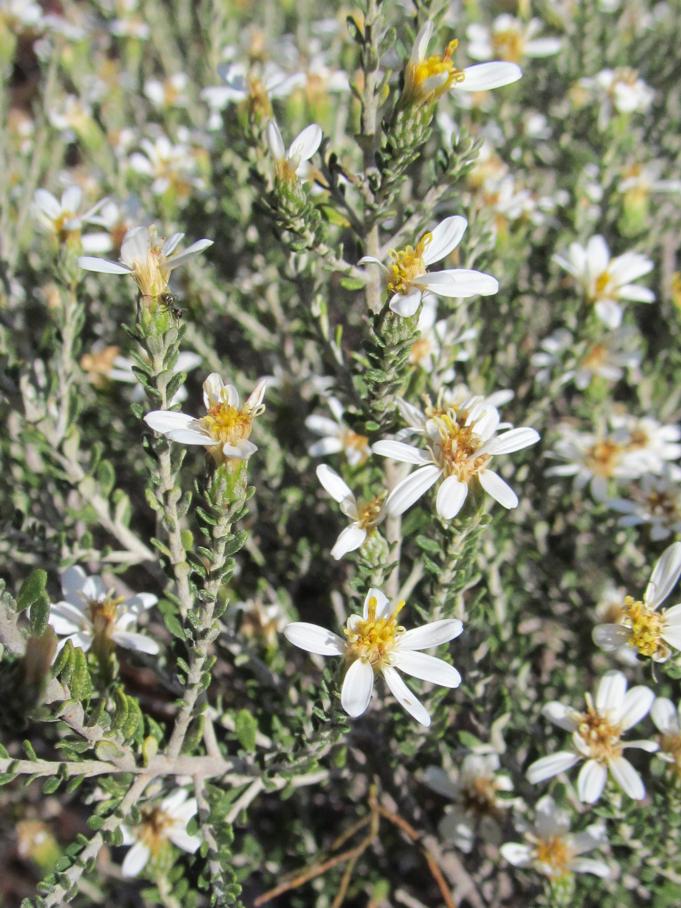 PhyloBotanist: Botany picture #109: Olearia pimeleoides