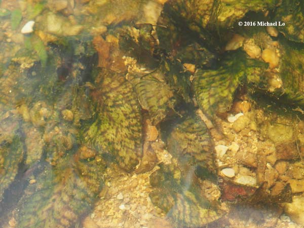 The rainforests of Borneo & Southeast Asia: Visiting Cryptocoryne ...