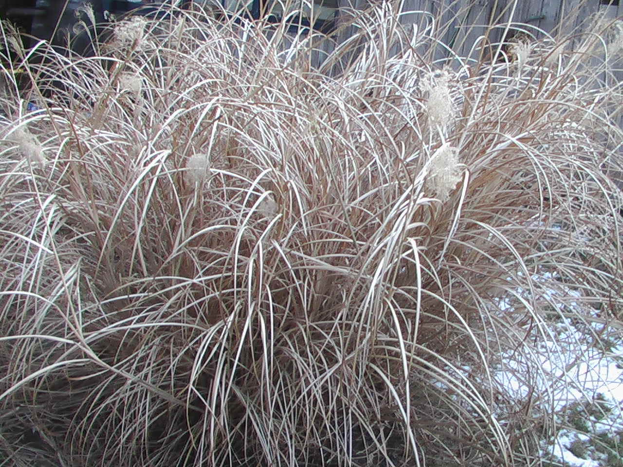 CARPE DIEM HAIKU KAI: Carpe Diem #68, winter grasses (fuyu kusa)