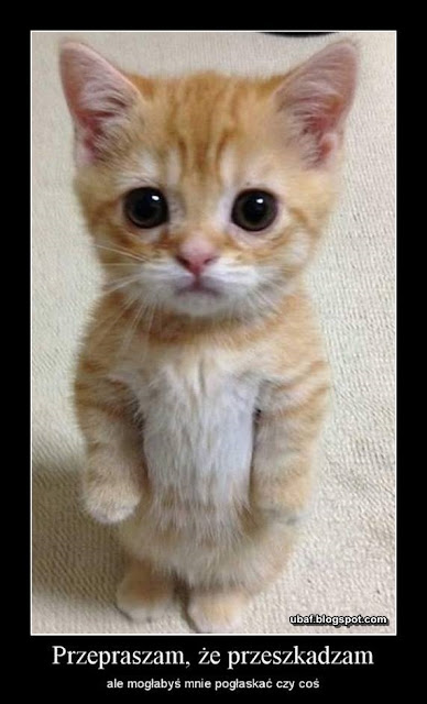 słodziutki mały kotek ~ Śmieszne Obrazki i Gify