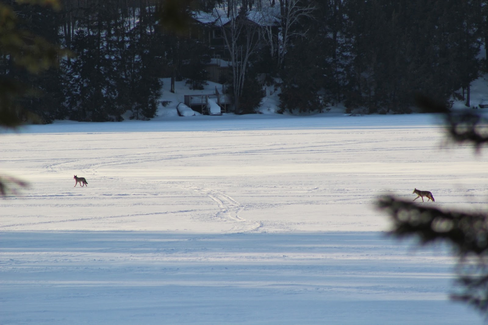 Leech Lake, Muskoka: Wolves on Leech Lake