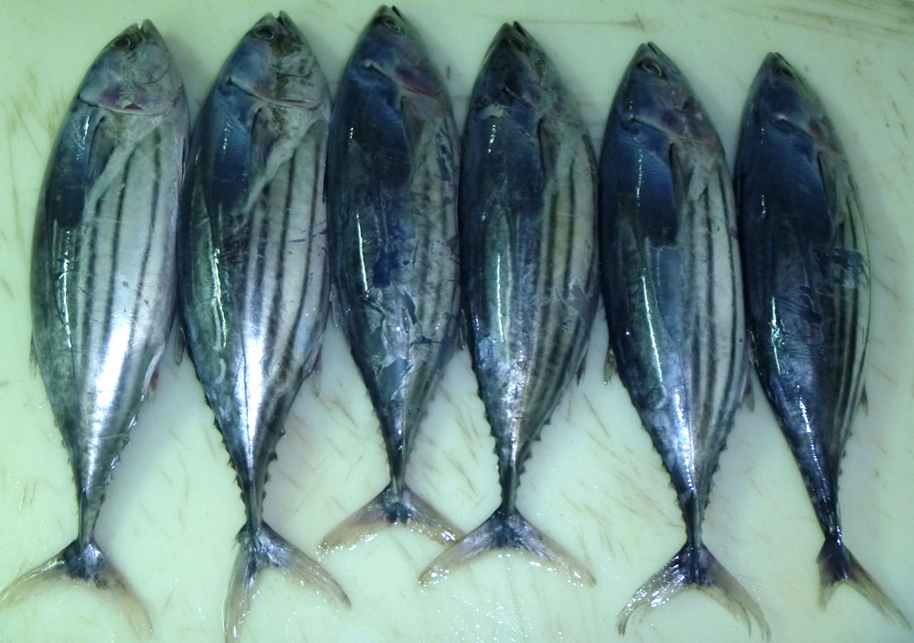 About Skipjack Tuna Fish Biology and Habitat - Tuna Skipjack Frozen ...