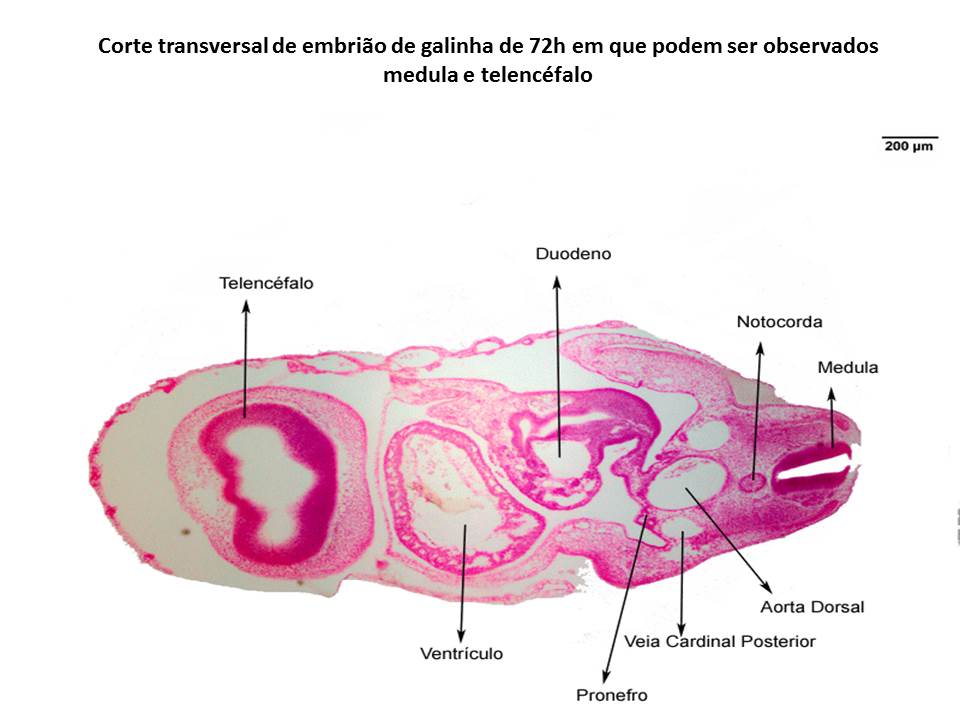 HISTOLOGIA90: HISTOLOGIA DO EMBRIÃO