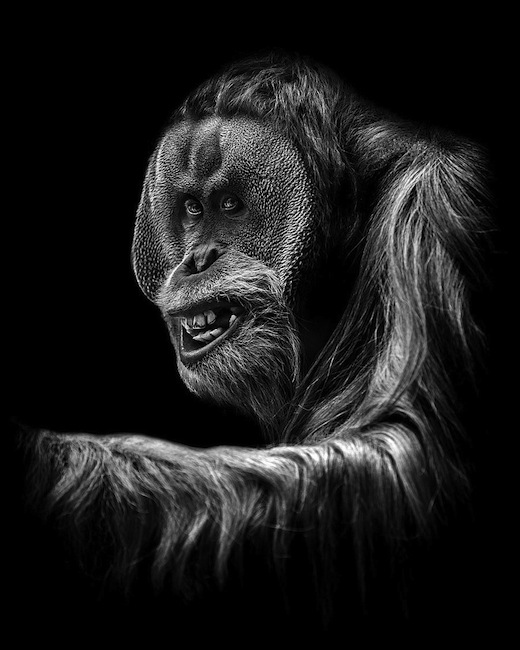 These mesmerizing portraits show just how similar humans are to apes