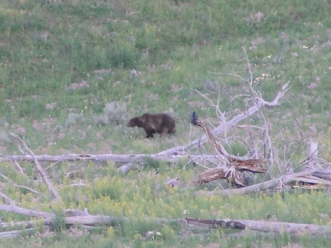 Janie and Steve, Utah Trails: Bear Management